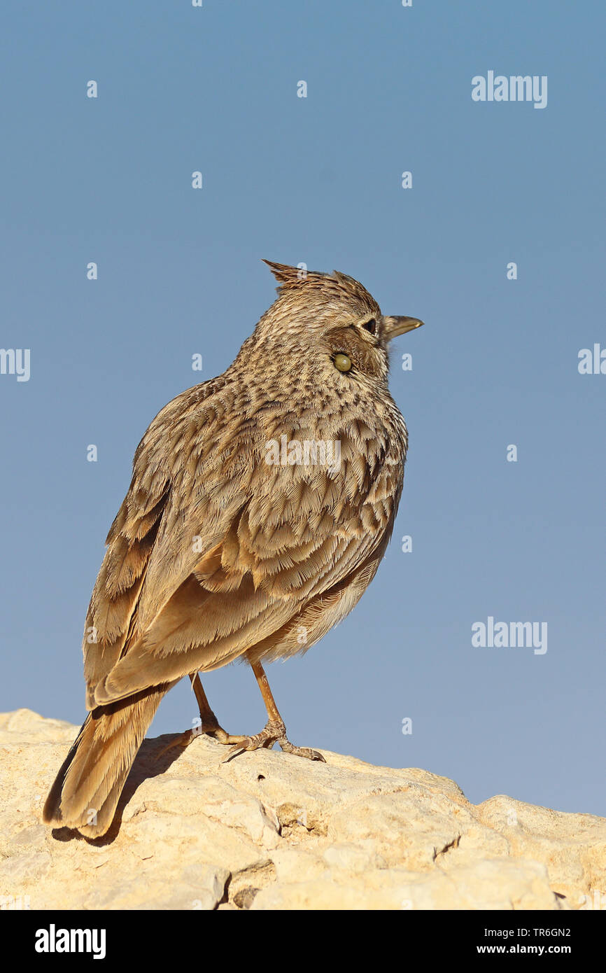 Tick birds hi-res stock photography and images - Alamy