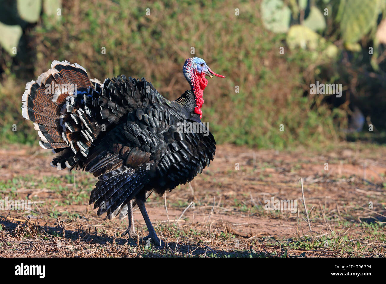 common turkey (Meleagris gallopavo), male, Morocco, Souss Massa ...