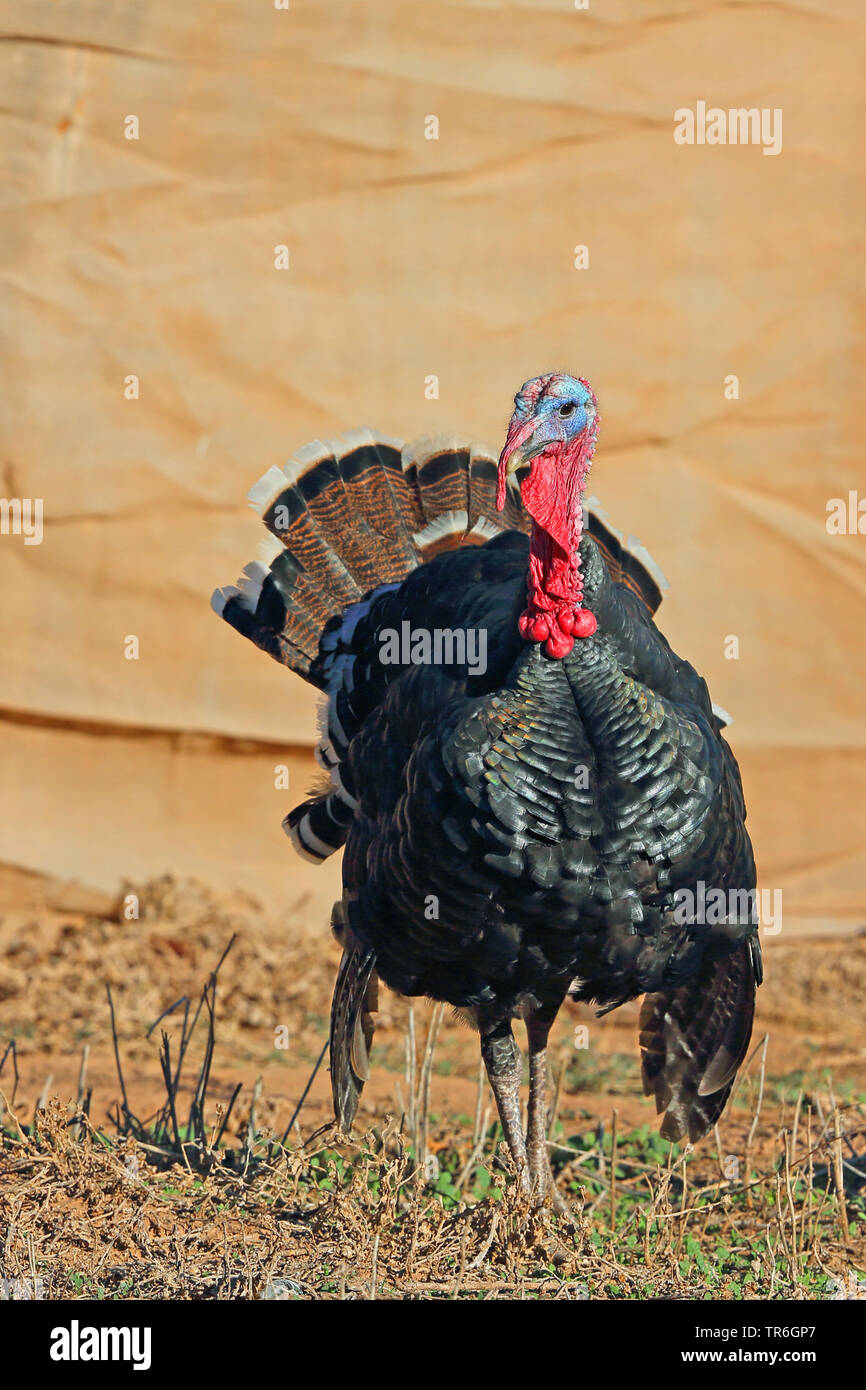 Male fowl hi-res stock photography and images - Alamy