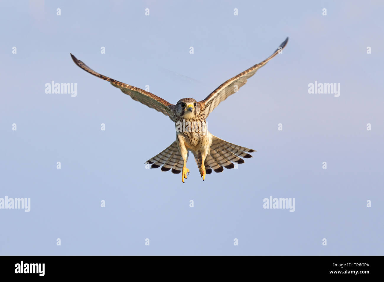 Flying female kestrel hi-res stock photography and images - Alamy
