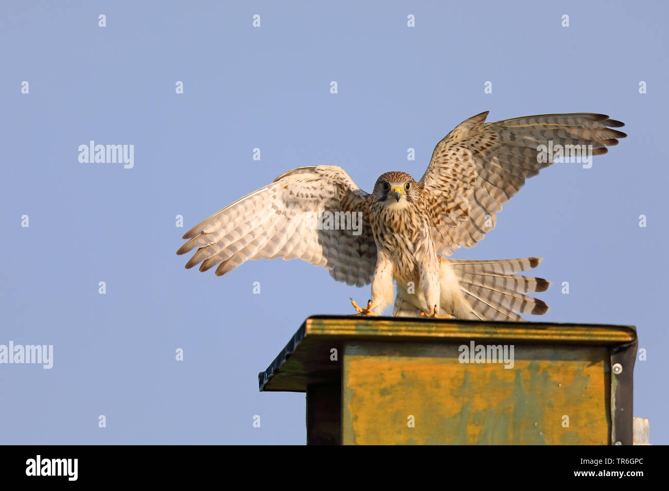 Kestrel nest box hi-res stock photography and images - Alamy