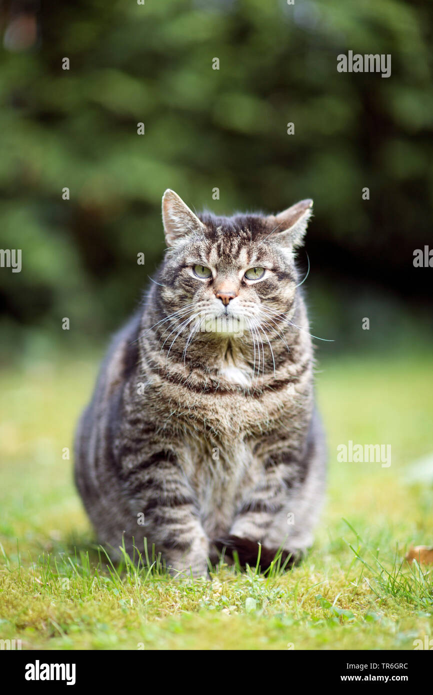 Sulky cat hi-res stock photography and images - Alamy