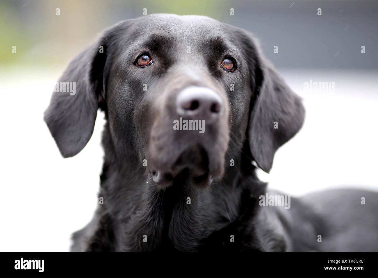 Labrador Retriever (Canis lupus f. familiaris), portrait, Germany Stock ...