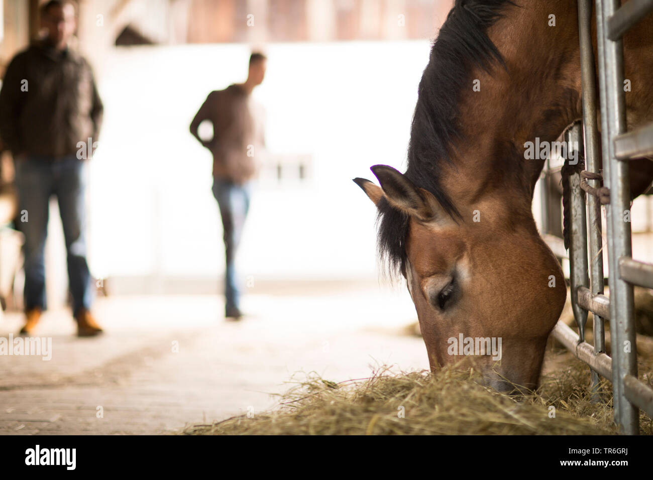 Pferdestall Stock Photos & Pferdestall Stock Images - Alamy