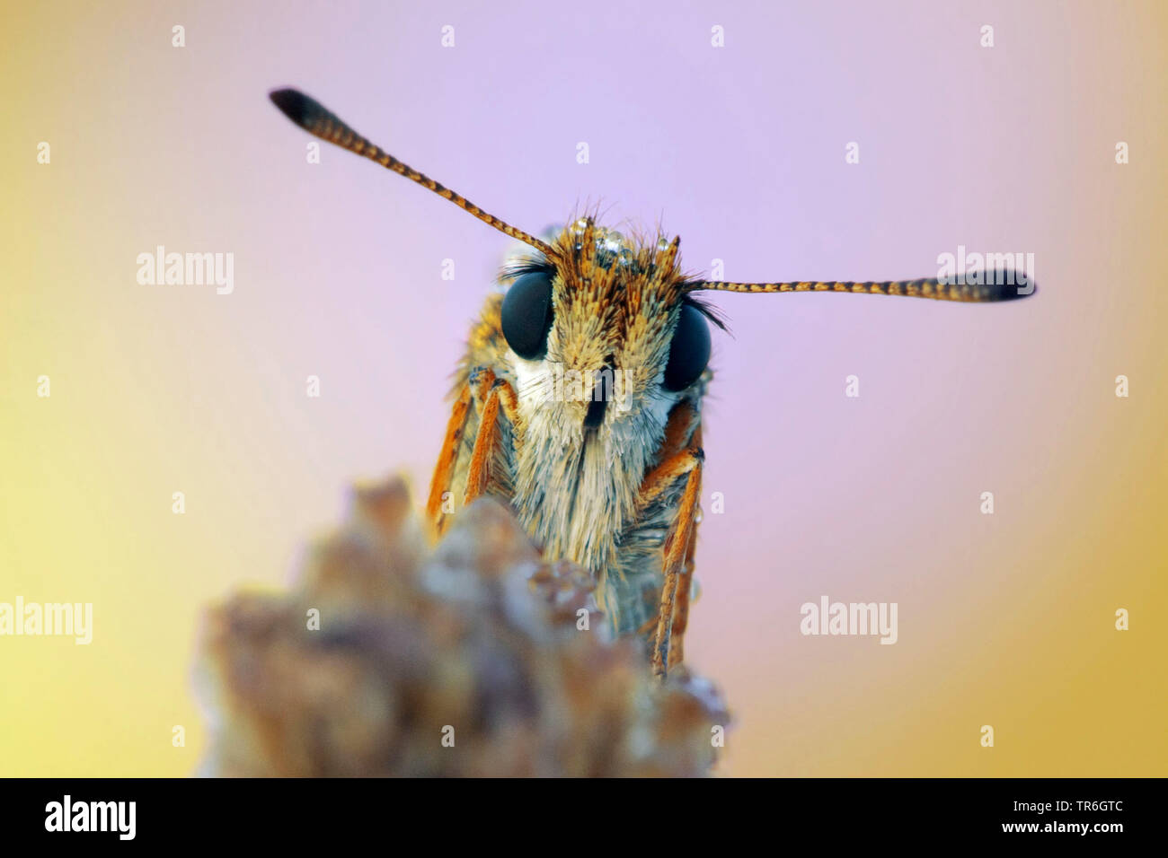 Silver spotted skippers hi-res stock photography and images - Alamy