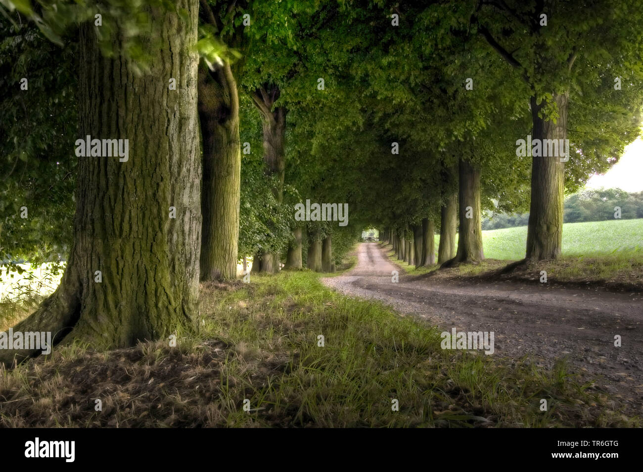 German avenues route High Resolution Stock Photography and Images - Alamy
