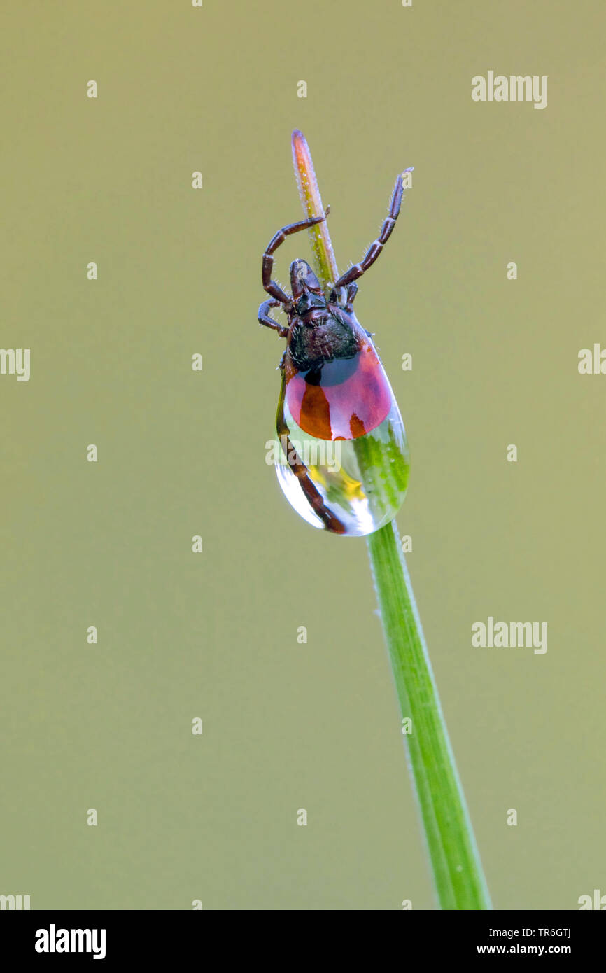 European castor bean tick, European sheep tick (Ixodes ricinus), tick ...