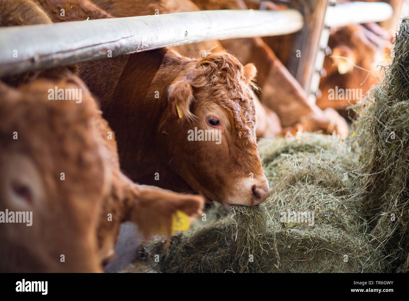 domestic cattle (Bos primigenius f. taurus), hay eating cattles in a ...