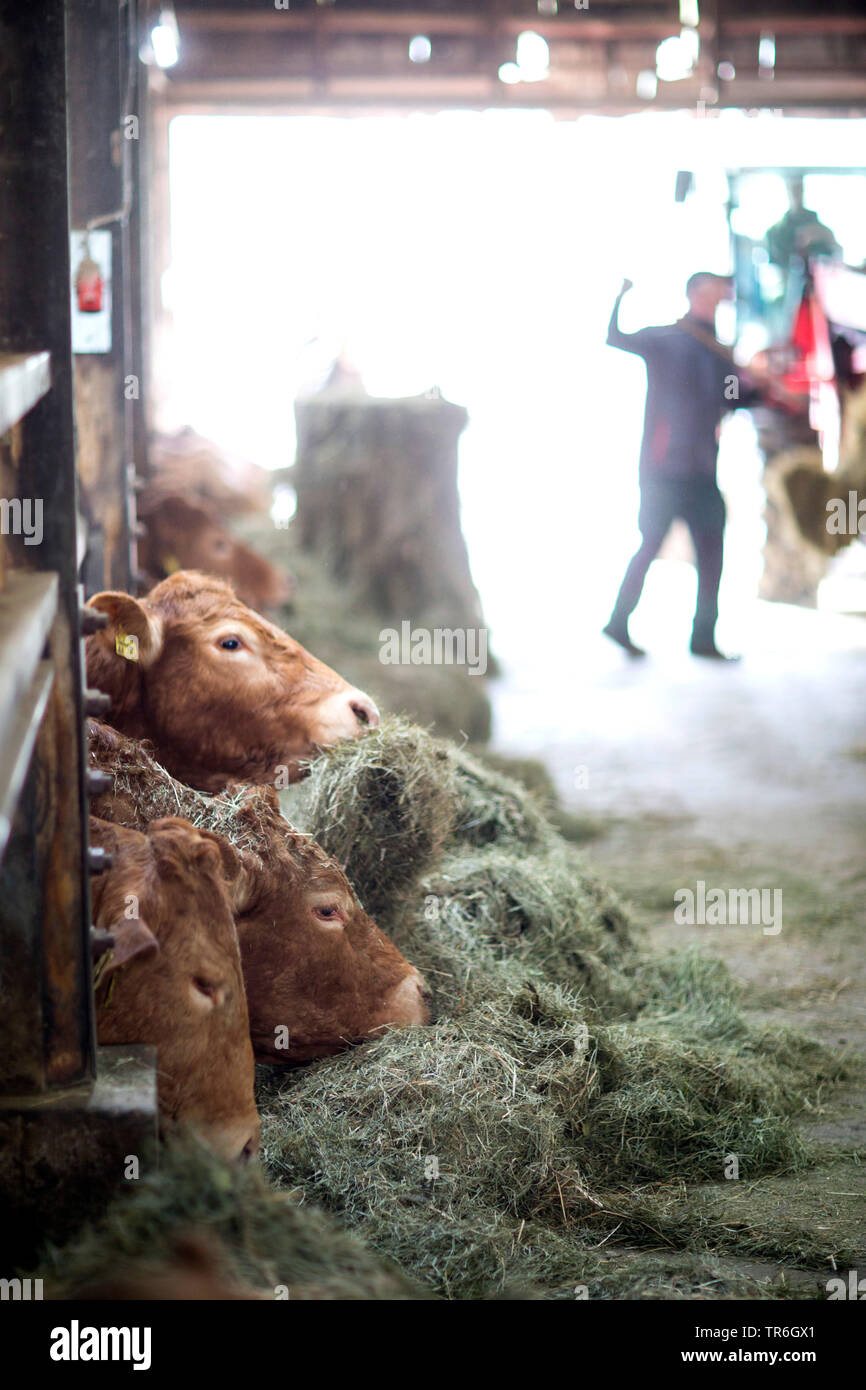 domestic cattle (Bos primigenius f. taurus), hay eating cattles in a ...
