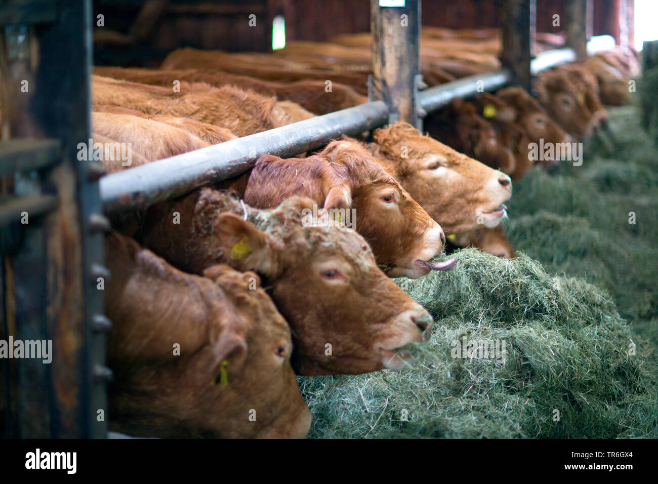 domestic cattle (Bos primigenius f. taurus), hay eating cattles in a ...