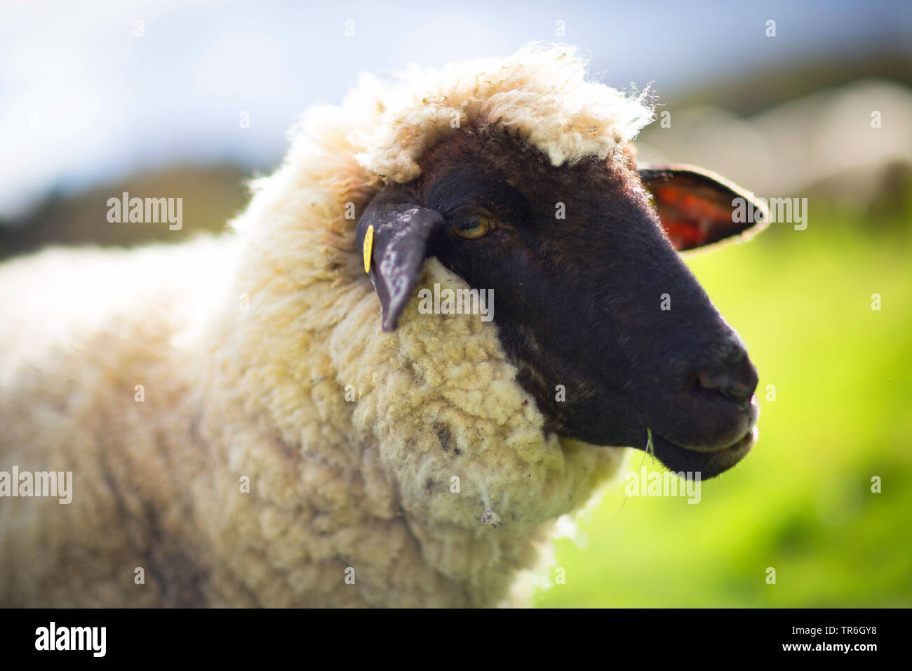 Sheep side view hi-res stock photography and images - Alamy