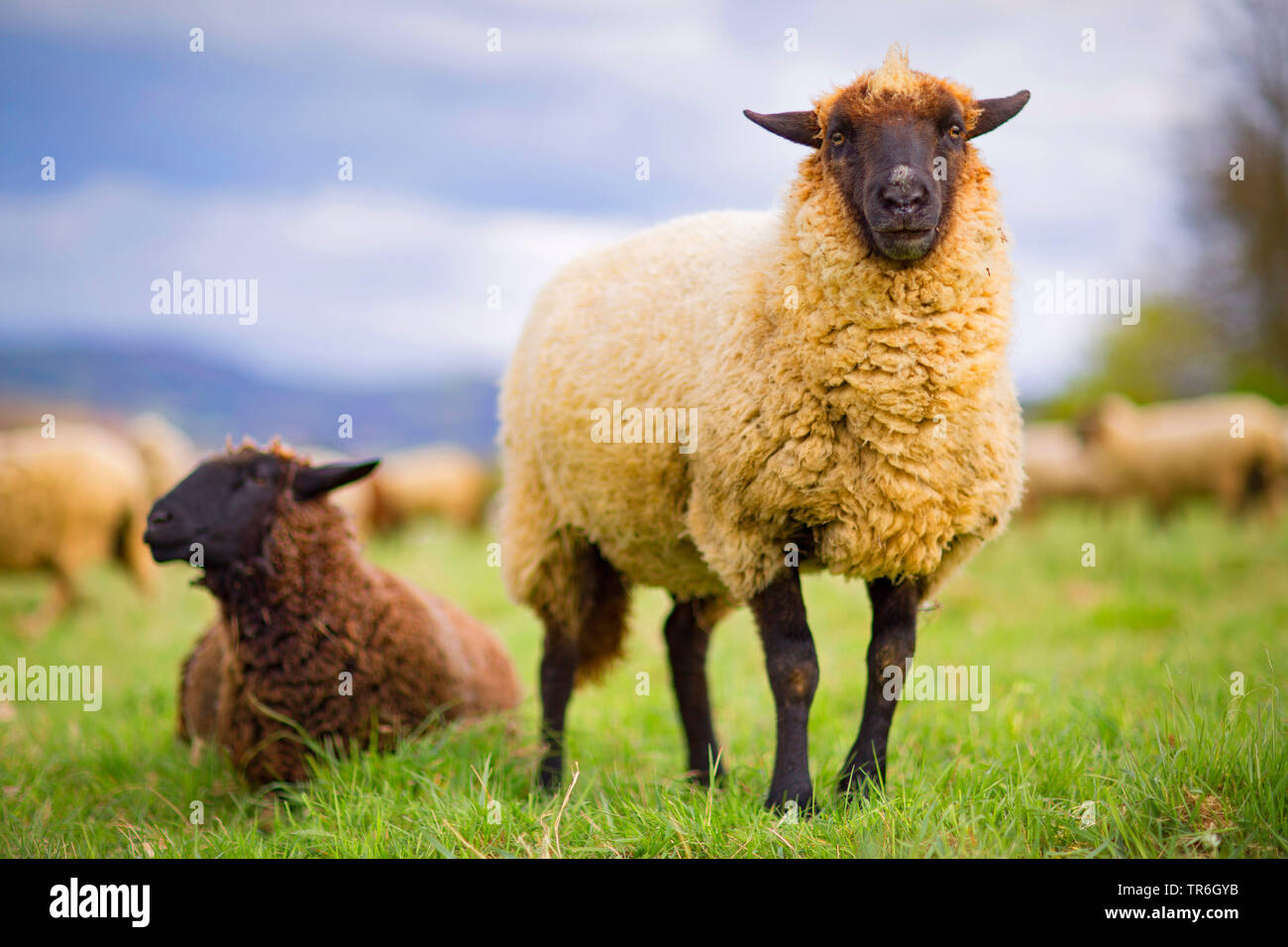 Great sheep ranges hi-res stock photography and images - Alamy