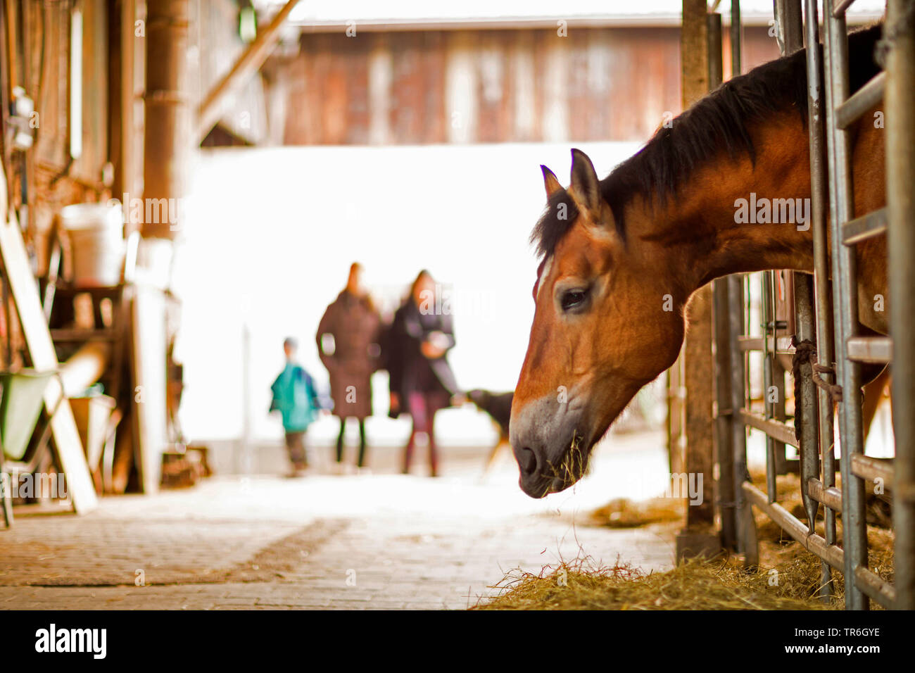 Pferdestall Stock Photos & Pferdestall Stock Images - Alamy