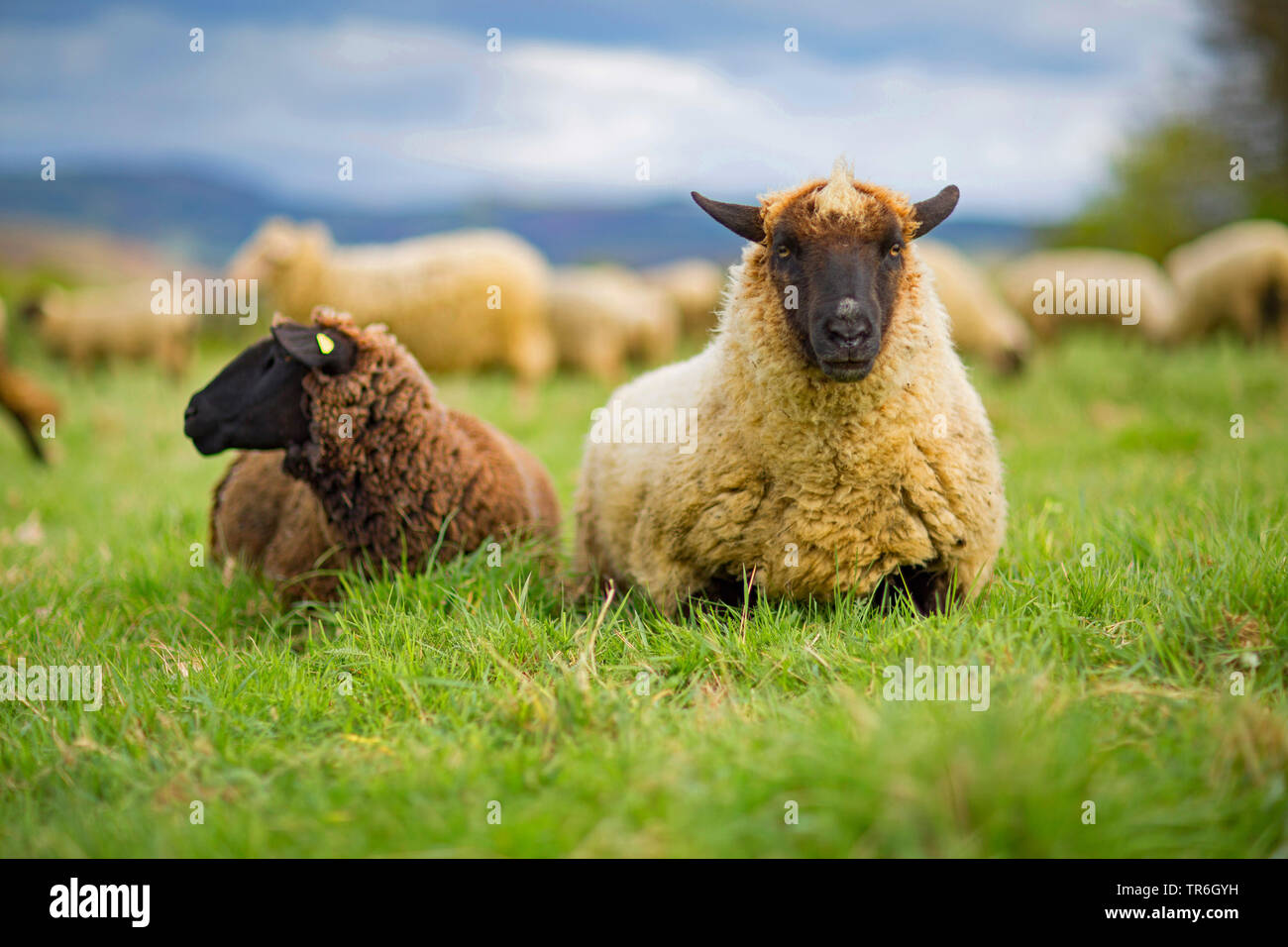Great sheep ranges hi-res stock photography and images - Alamy