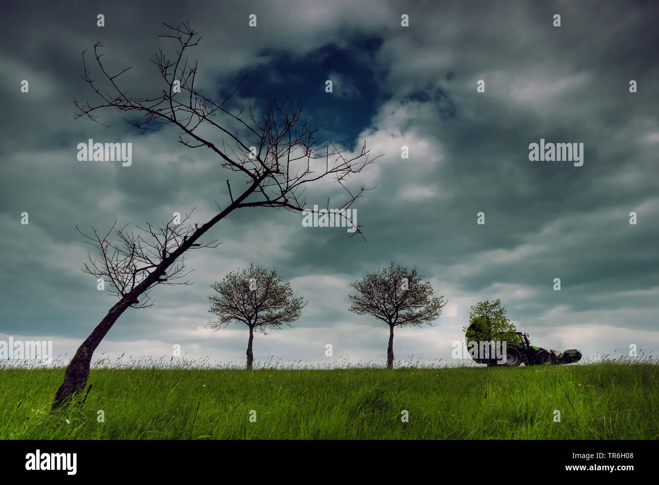 Bending Tree High Resolution Stock Photography and Images - Alamy