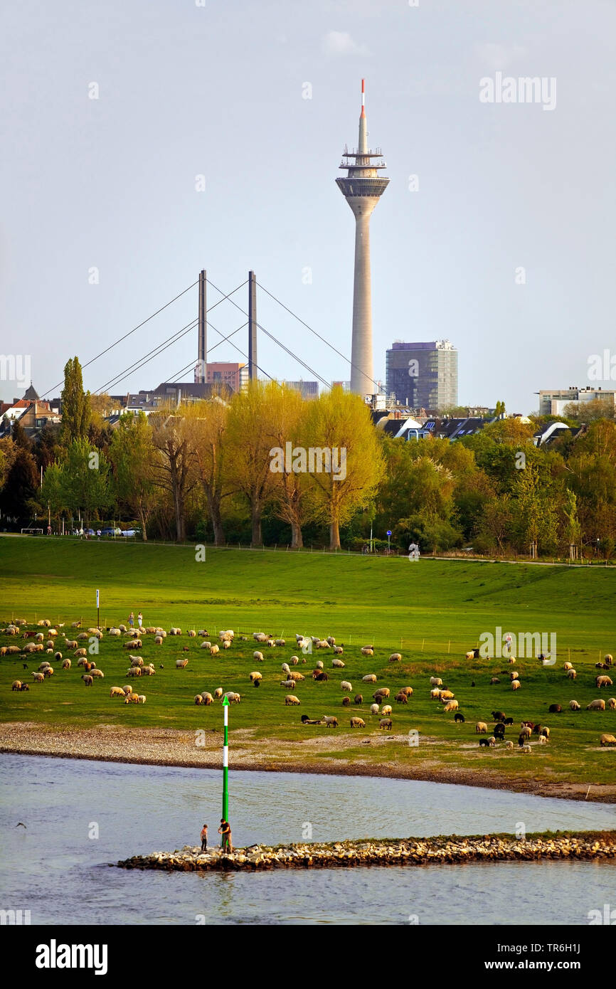 Sheep on tower hi-res stock photography and images - Alamy