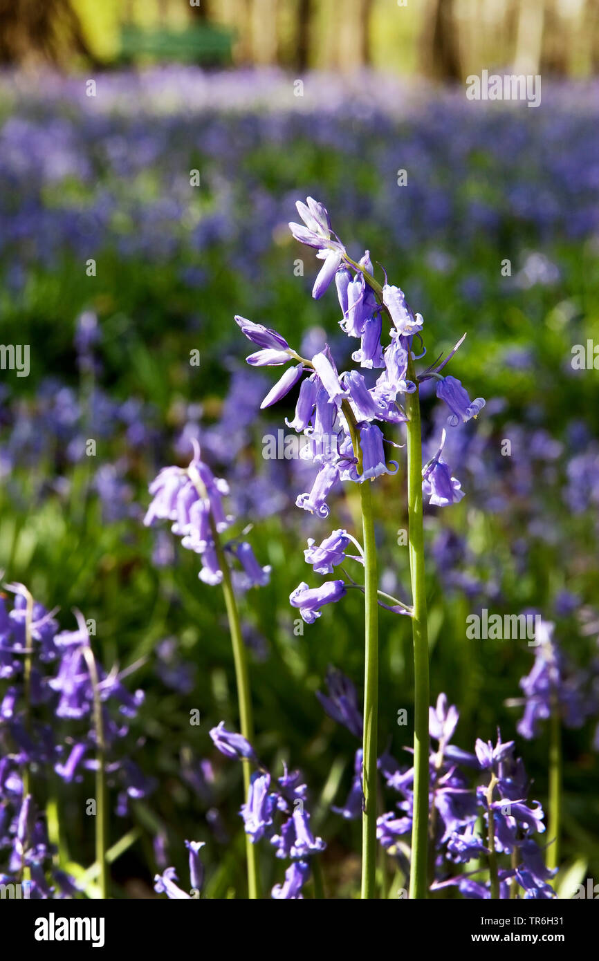 Atlantic bluebell (Hyacinthoides non-scripta, Endymion non-scriptus ...