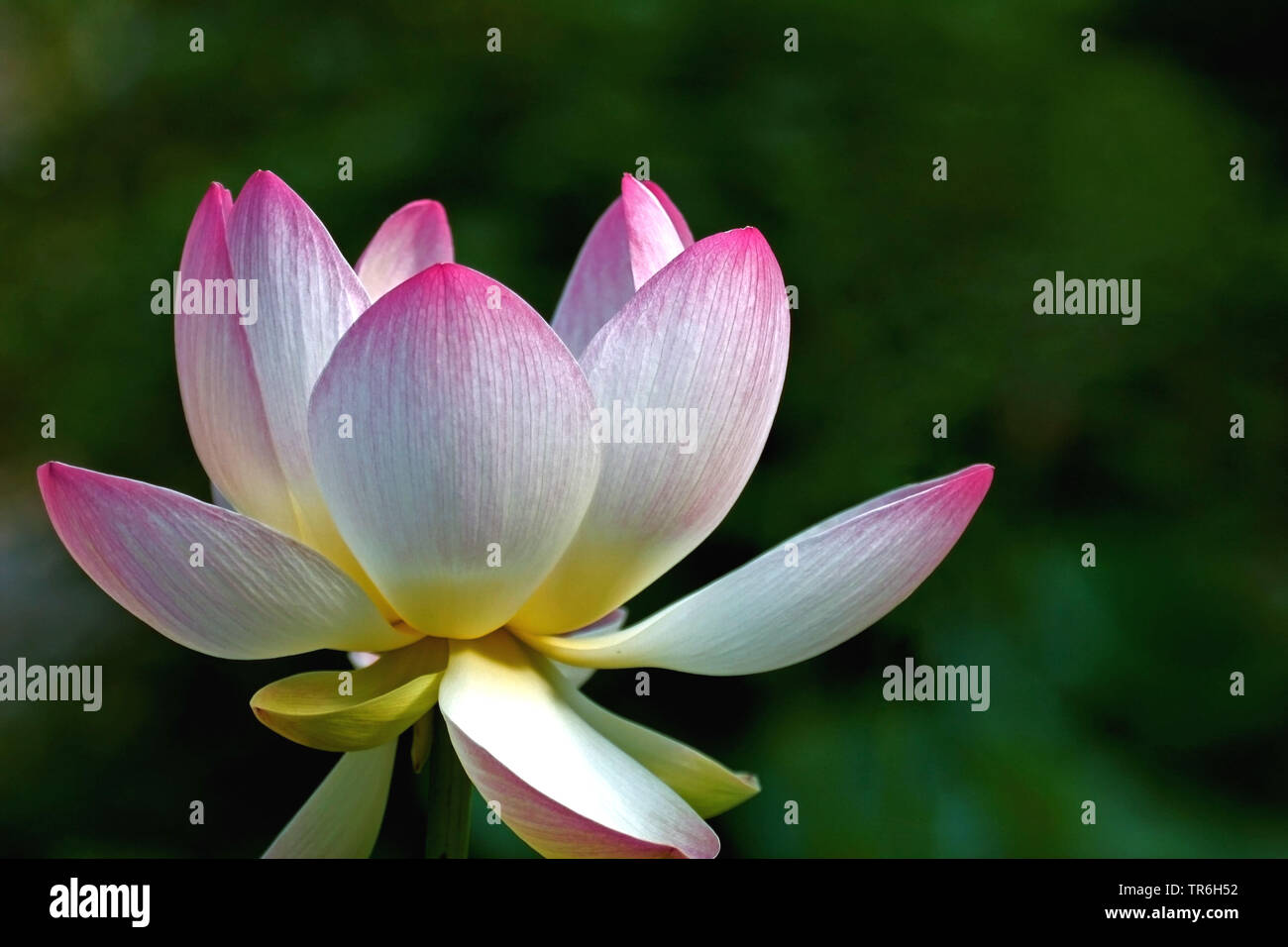 Indian lotus flower hi-res stock photography and images - Alamy