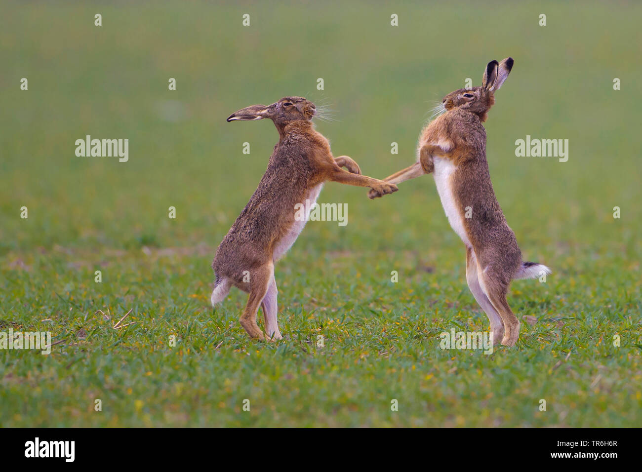 European hare, Brown hare (Lepus europaeus), two fighting hares ...