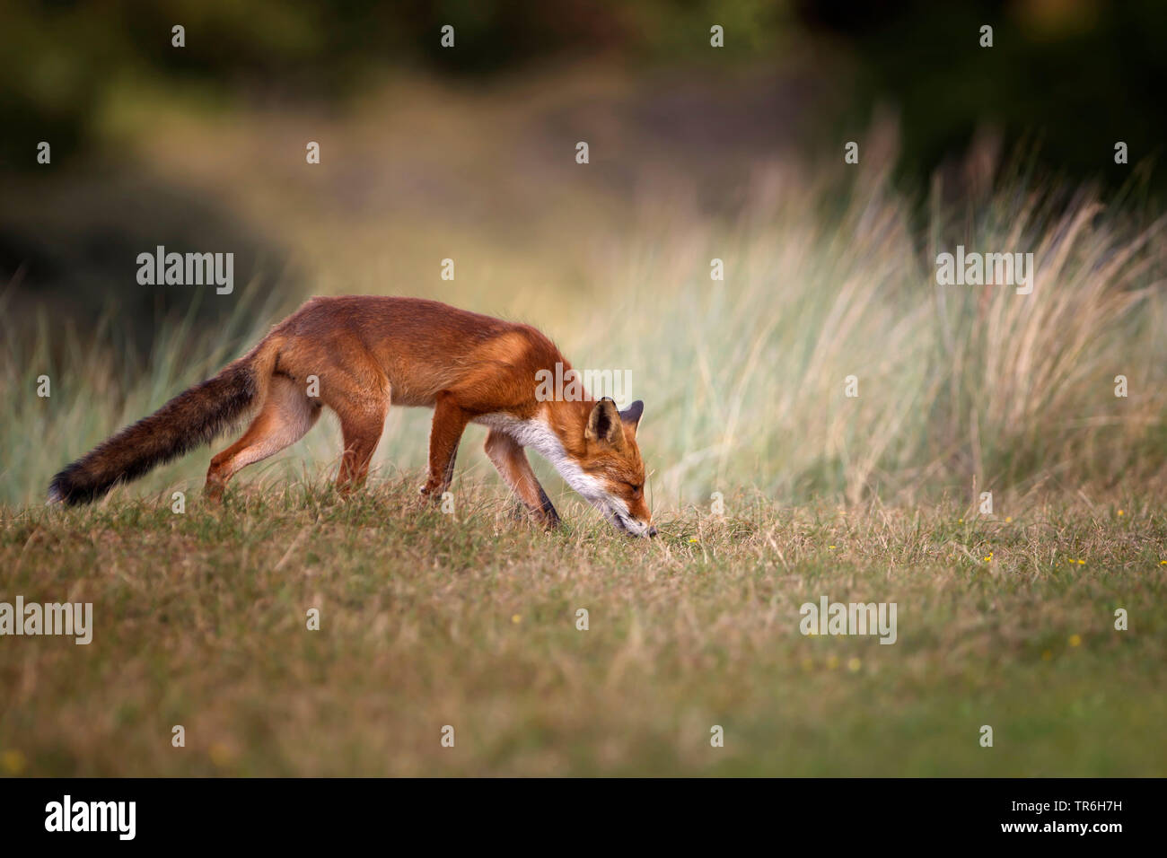 red fox (Vulpes vulpes), foraging in a meadow, Germany, Hesse, Westerwald Stock Photo - Alamy