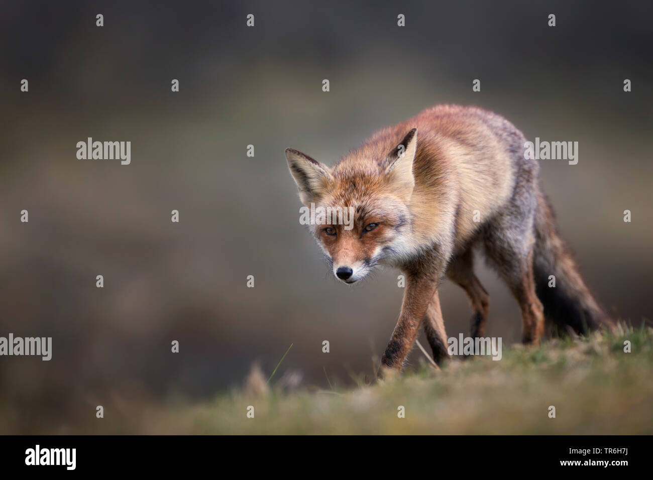 red fox (Vulpes vulpes), foraging in a meadow, Germany, Hesse, Westerwald Stock Photo - Alamy