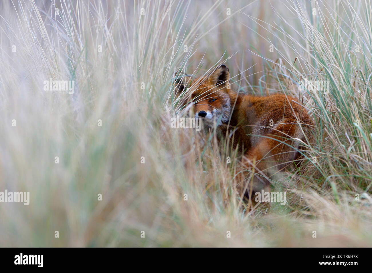 red fox (Vulpes vulpes), disappearing in high dry grass, Germany, Hesse ...