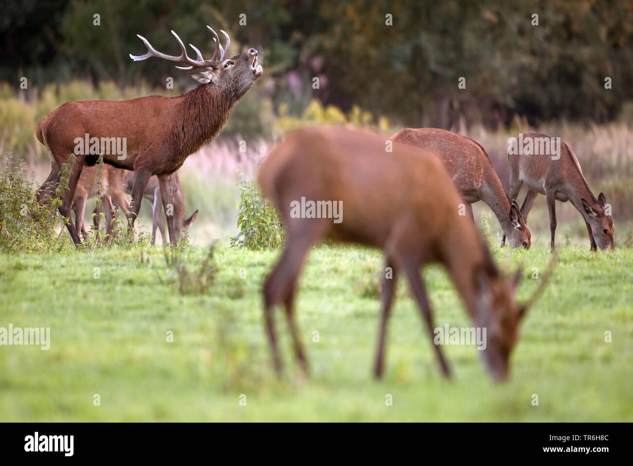 red deer (Cervus elaphus), belling dominant stag on a clearing with its ...
