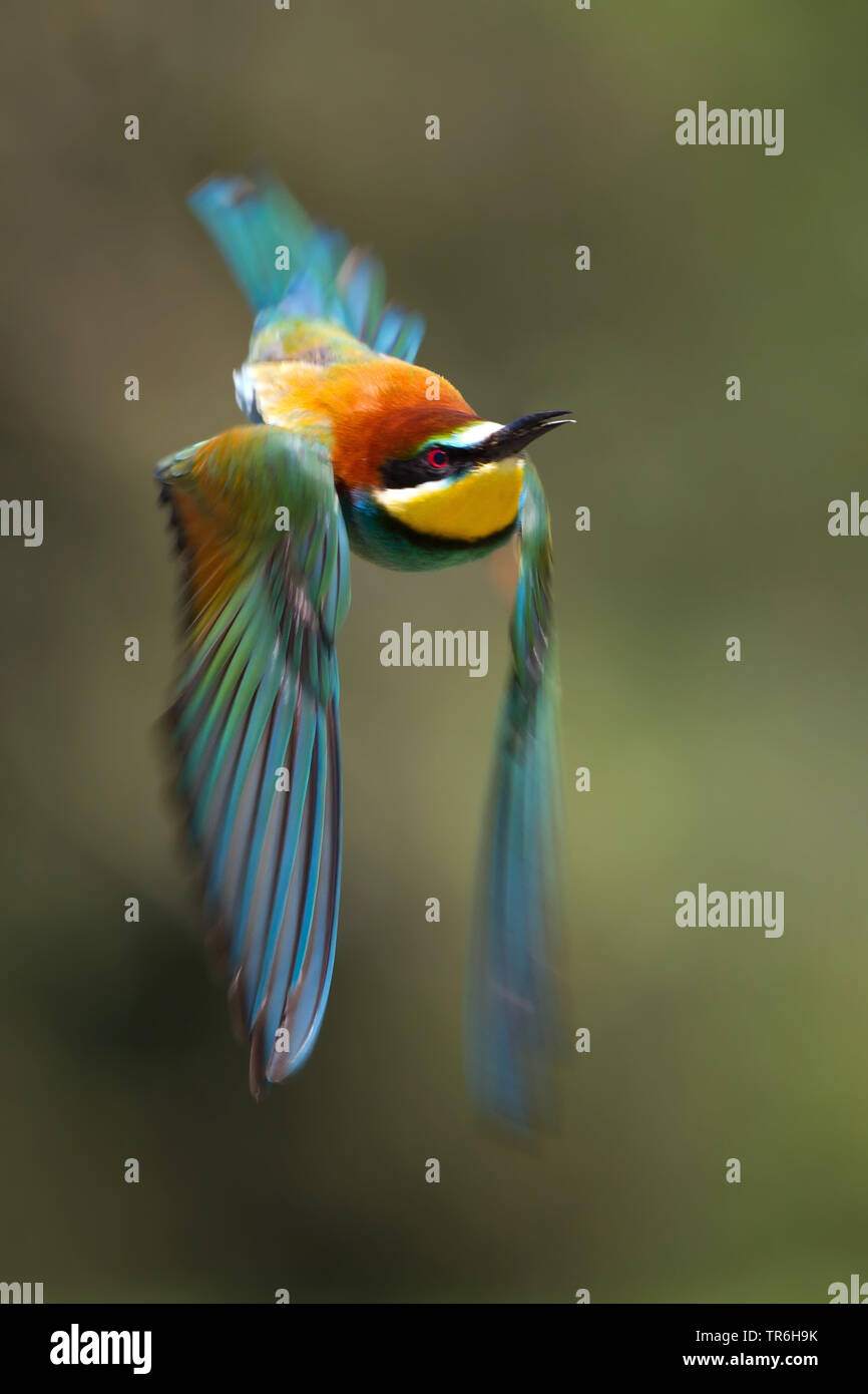 European bee eater (Merops apiaster), in flight, Germany, Baden ...