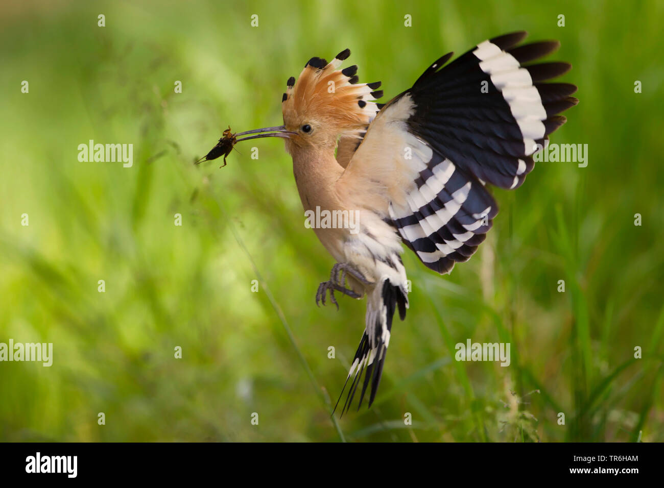 Birds that catch insects in flight hi-res stock photography and images ...