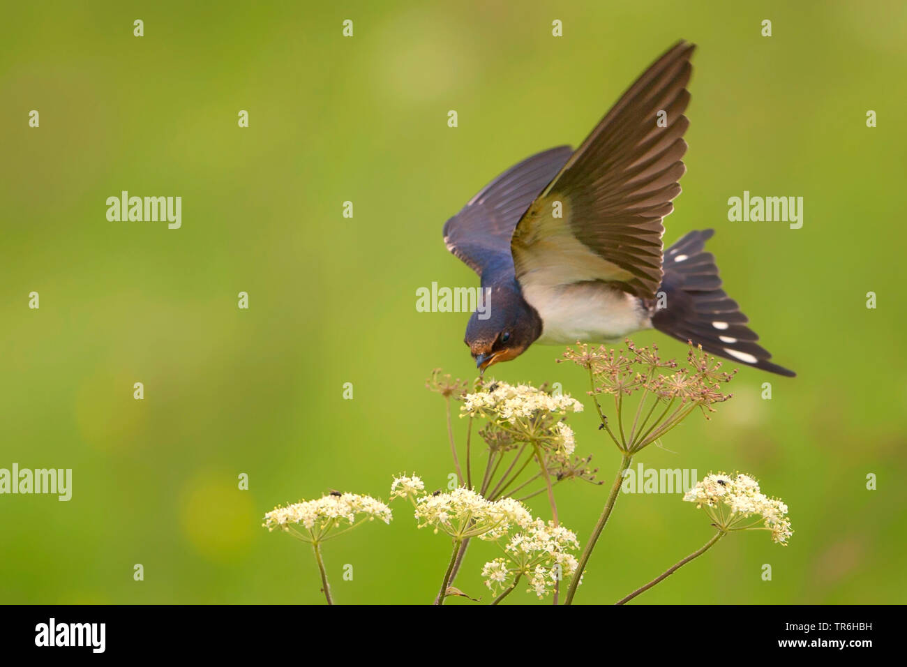 barn swallow (Hirundo rustica), pecking a fly from an umbellifer ...