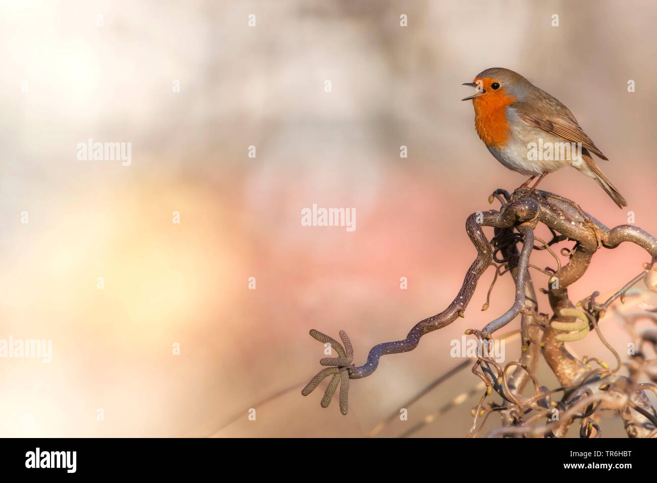 Contorted hazel hi-res stock photography and images - Alamy