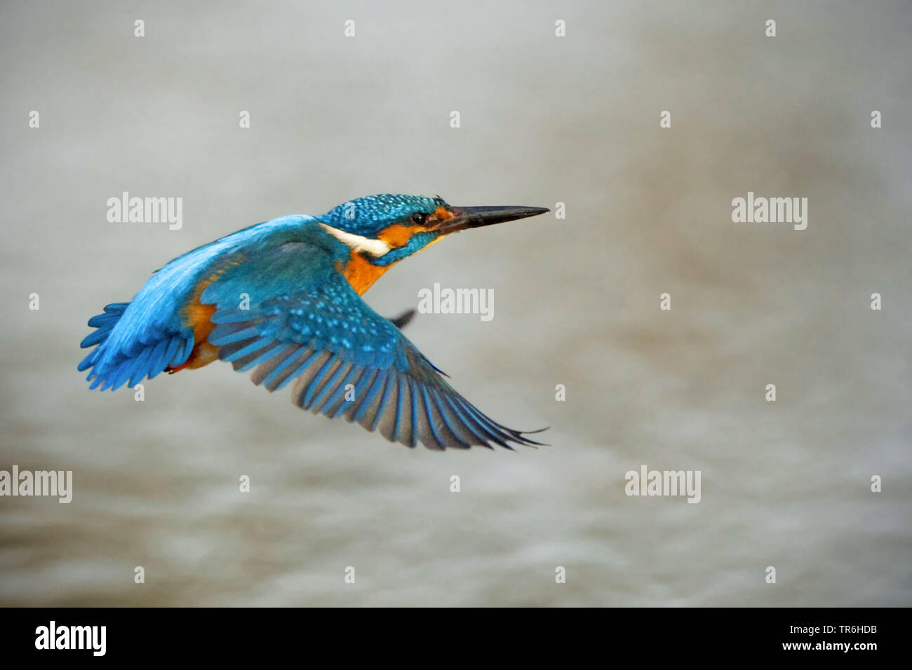 Stretch your wings and fly hi-res stock photography and images - Alamy