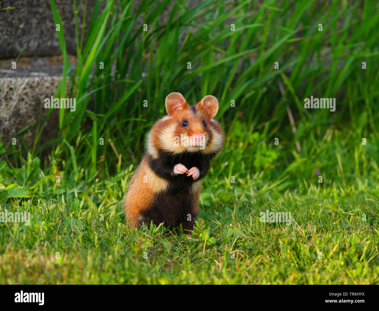 common hamster, black-bellied hamster (Cricetus cricetus), sitting on a ...