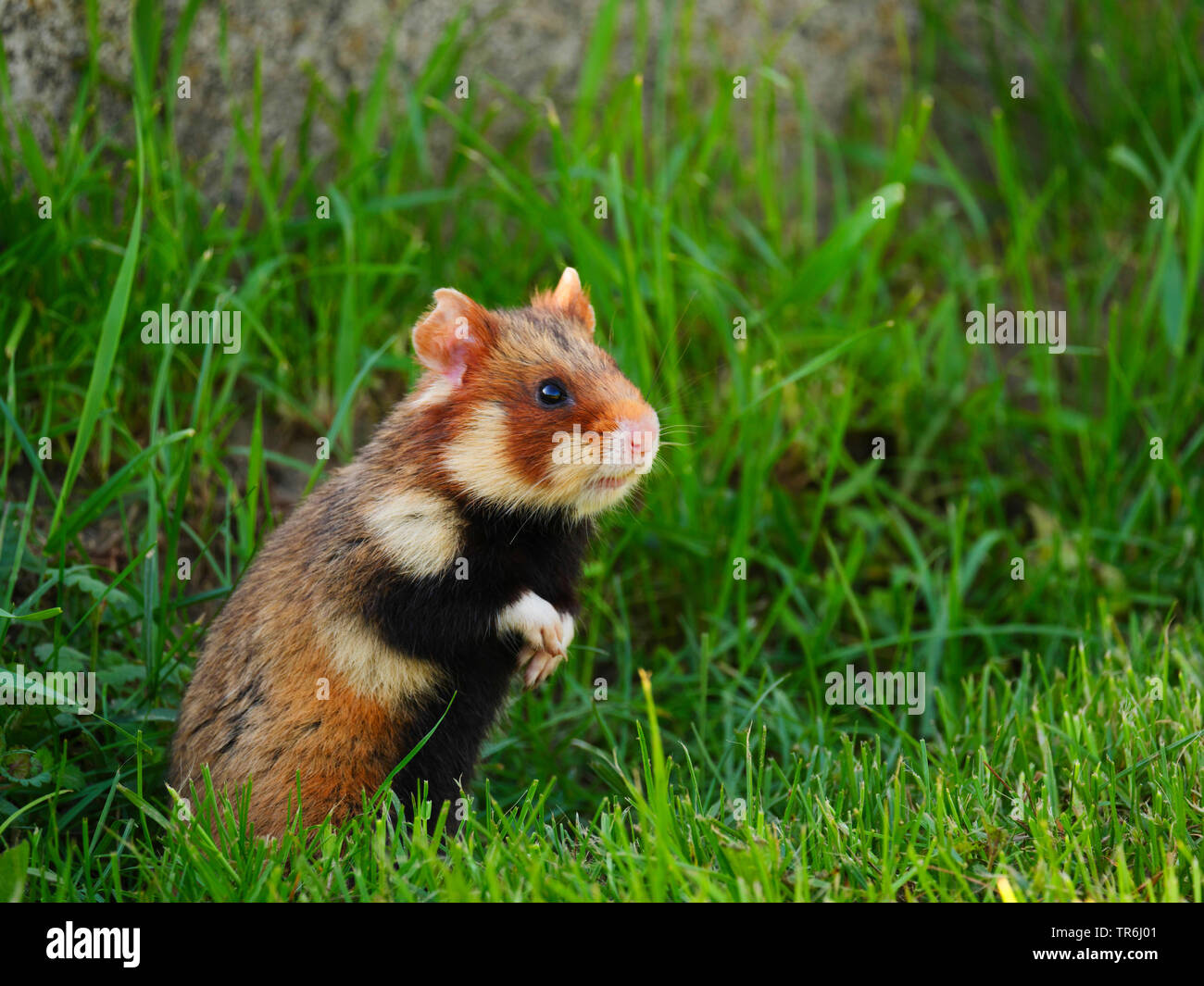 common hamster, black-bellied hamster (Cricetus cricetus), sitting on a ...