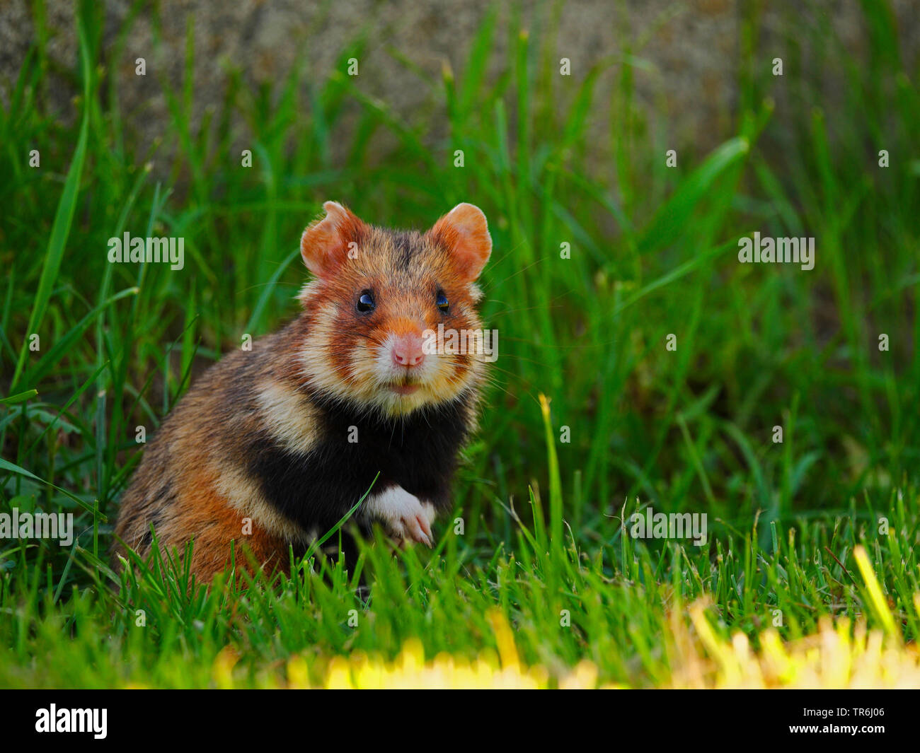 common hamster, black-bellied hamster (Cricetus cricetus), sitting on a ...