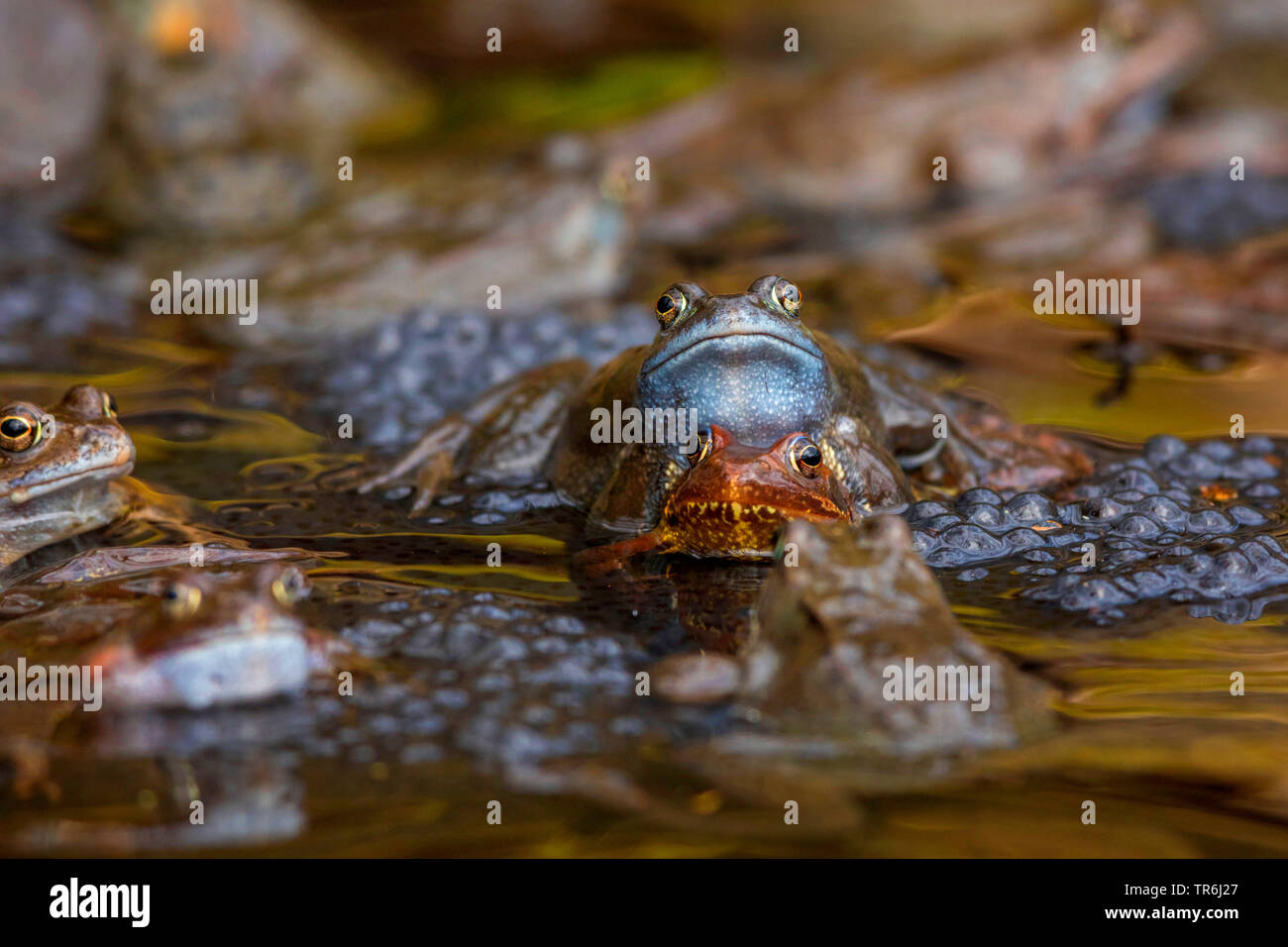 common frog, grass frog (Rana temporaria), spawning with spawn clumps ...