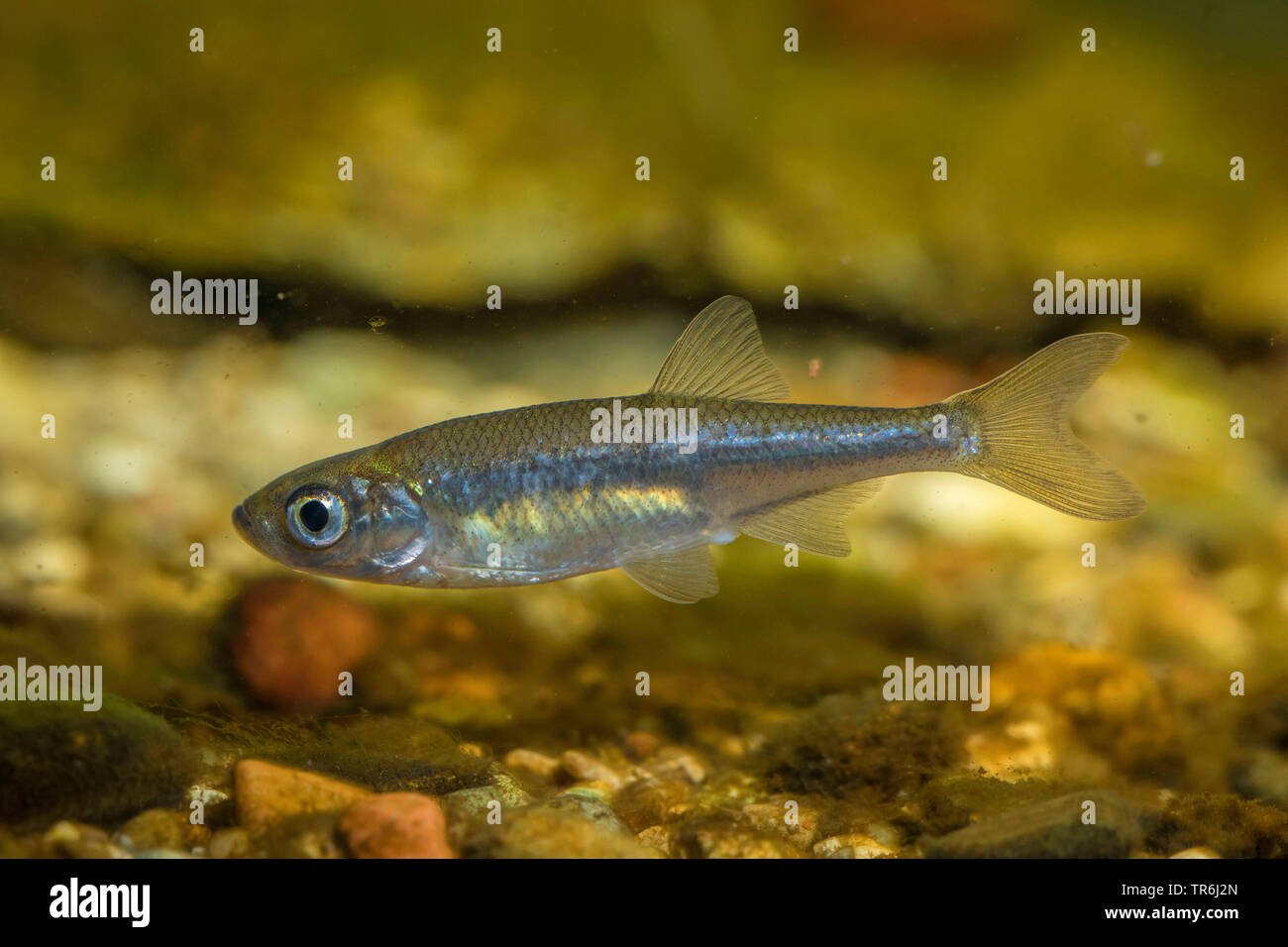 moderlieschen, belica, sunbleak (Leucaspius delineatus), lateral views ...