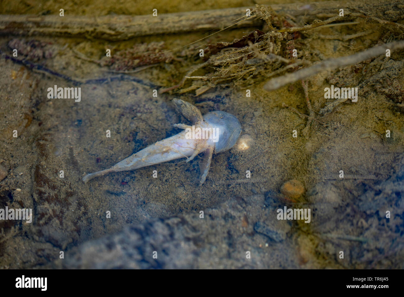 Eutrophication dead fish hi-res stock photography and images - Alamy