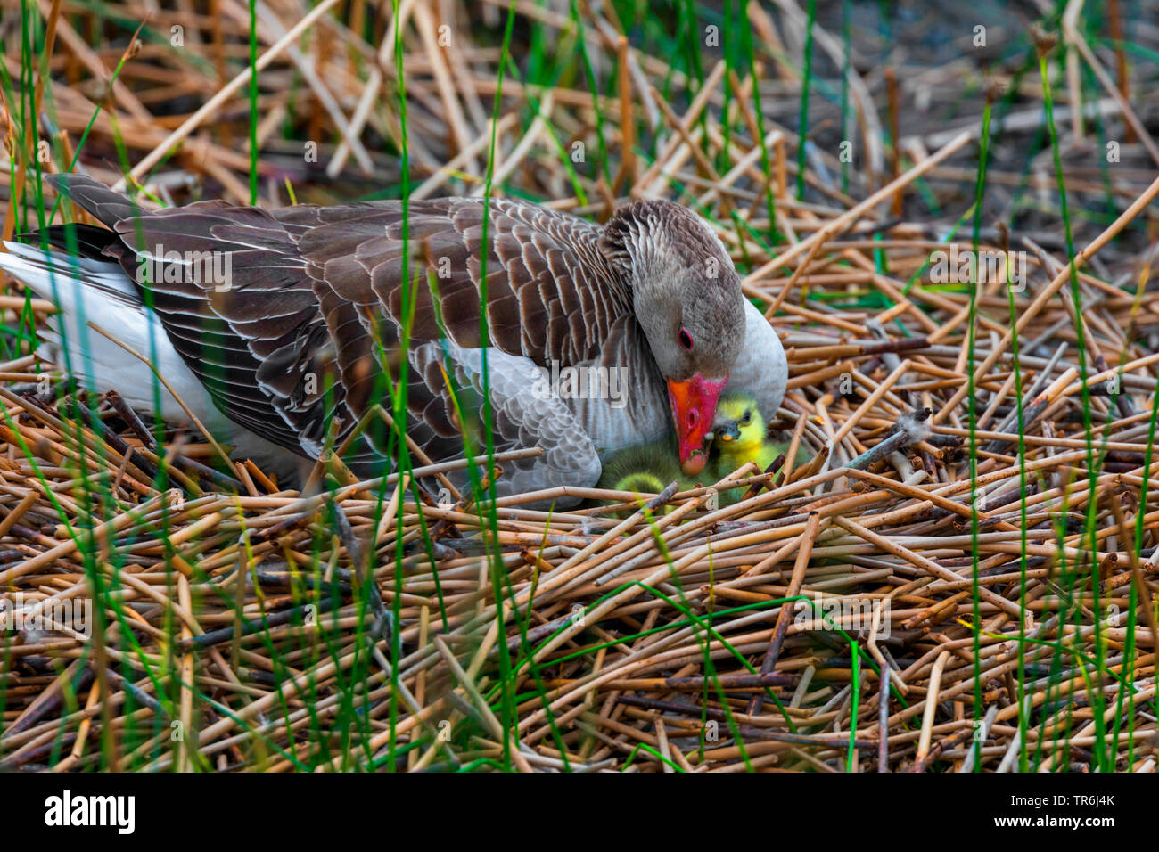 Hatched birds in nest hi-res stock photography and images - Alamy