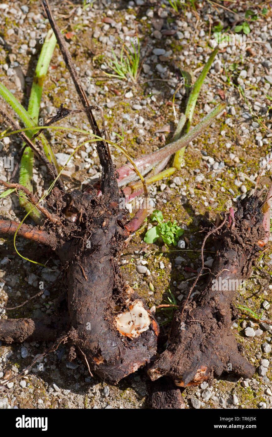 common comfrey (Symphytum officinale), roots, Germany, Bavaria Stock ...