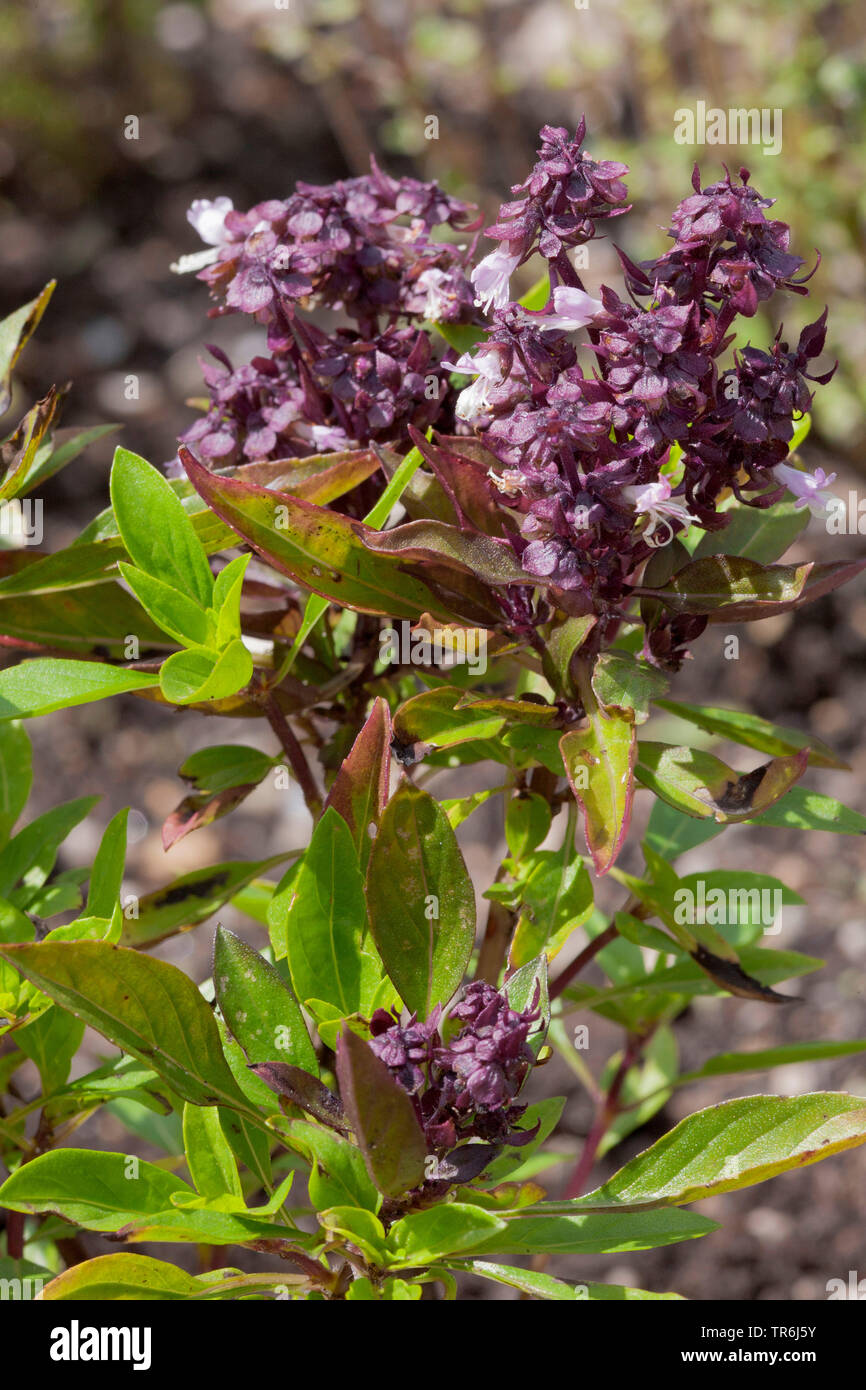 sweet basil (Ocimum basilicum), blooming Stock Photo - Alamy