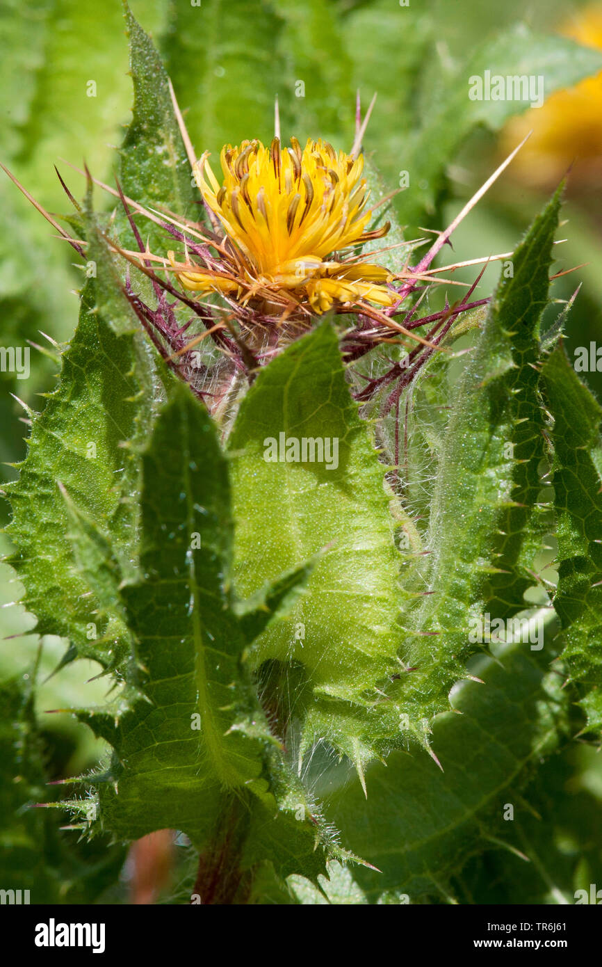 Holy thistle, Blessed thistle (Cnicus benedictus), blooming Stock Photo ...