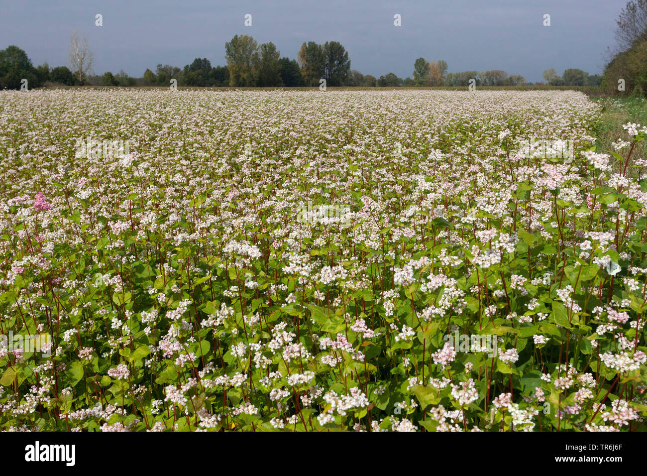 Buckwheat field hi-res stock photography and images - Alamy