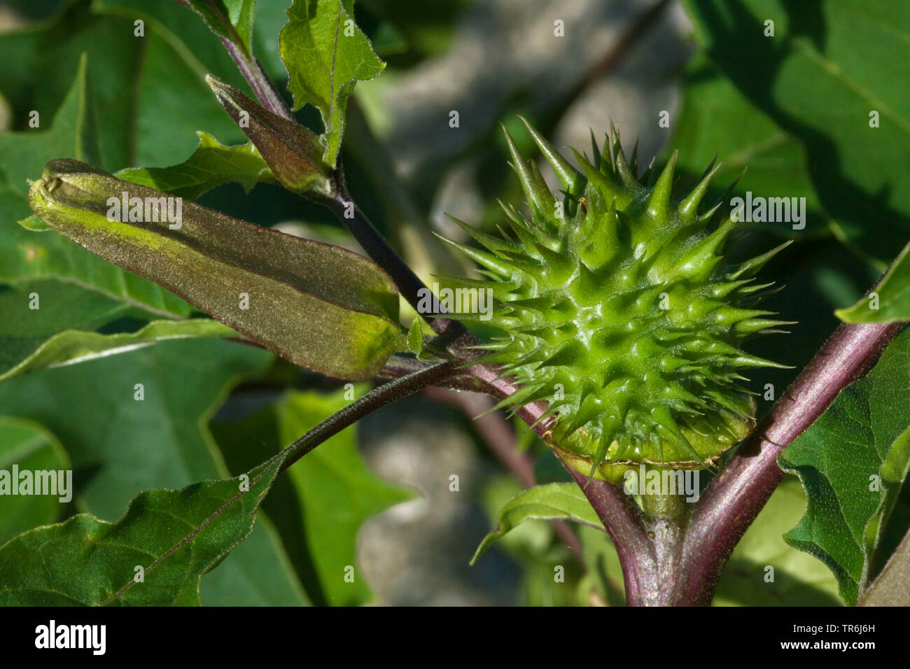 stramonium, jimsonweed, thornapple, jimson weed (Datura stramonium ...
