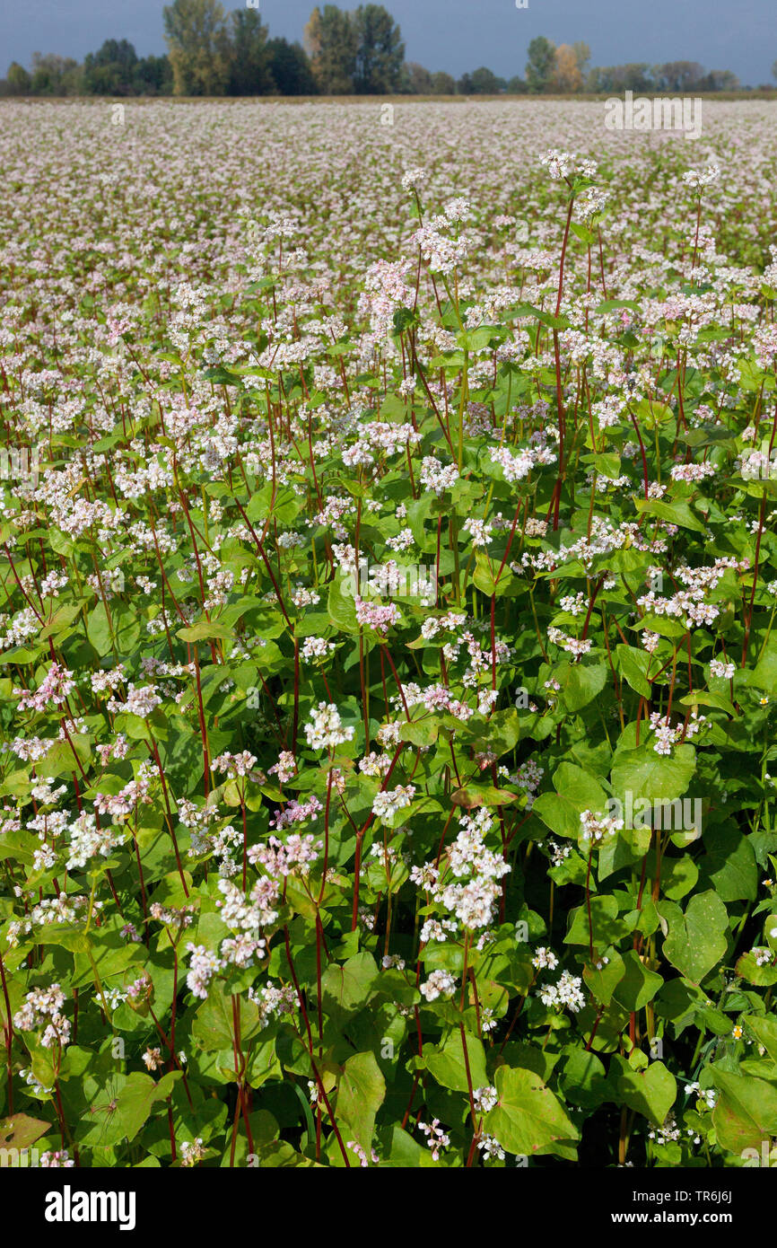 buckwheat (Fagopyrum esculentum), blooming buckwheat field, Germany ...