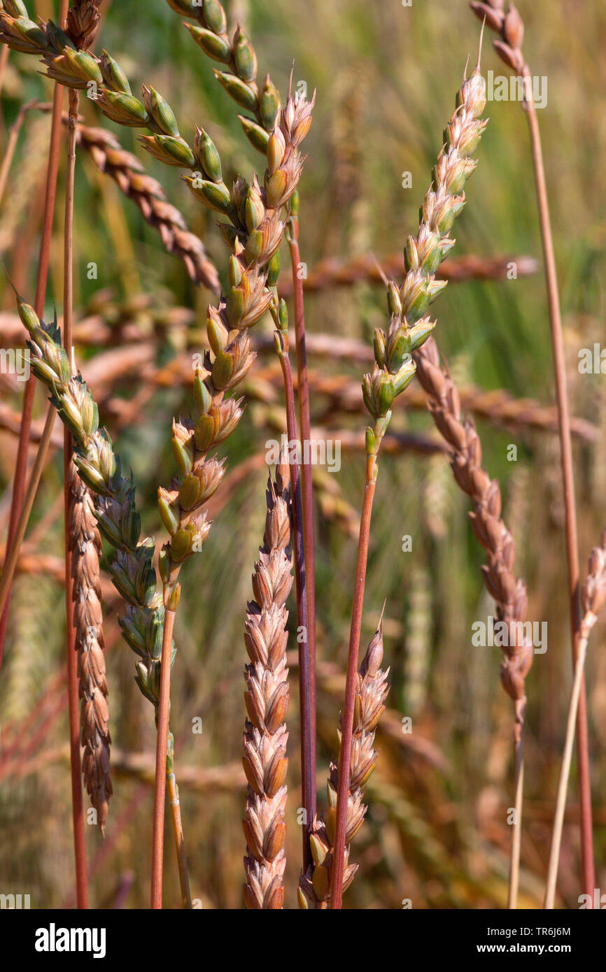 Mature plants hi-res stock photography and images - Alamy
