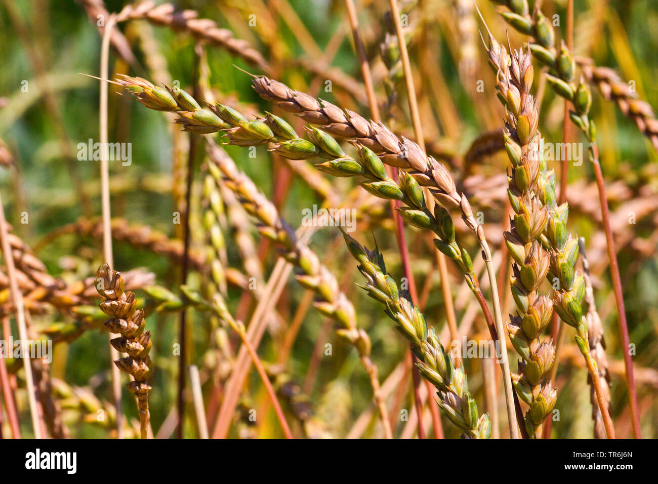 Spelt wheat triticum spelta hi-res stock photography and images - Alamy