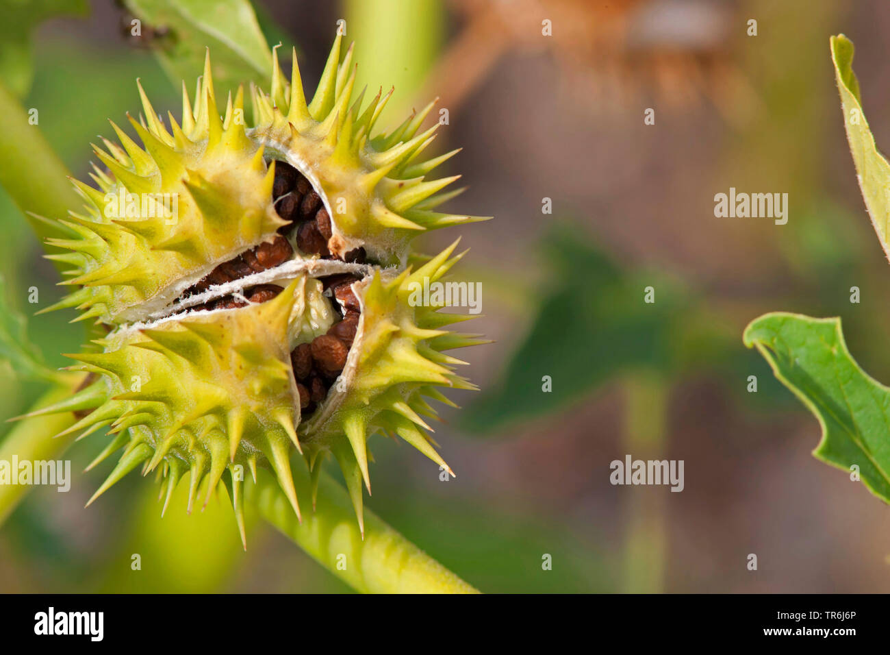 stramonium, jimsonweed, thornapple, jimson weed (Datura stramonium ...
