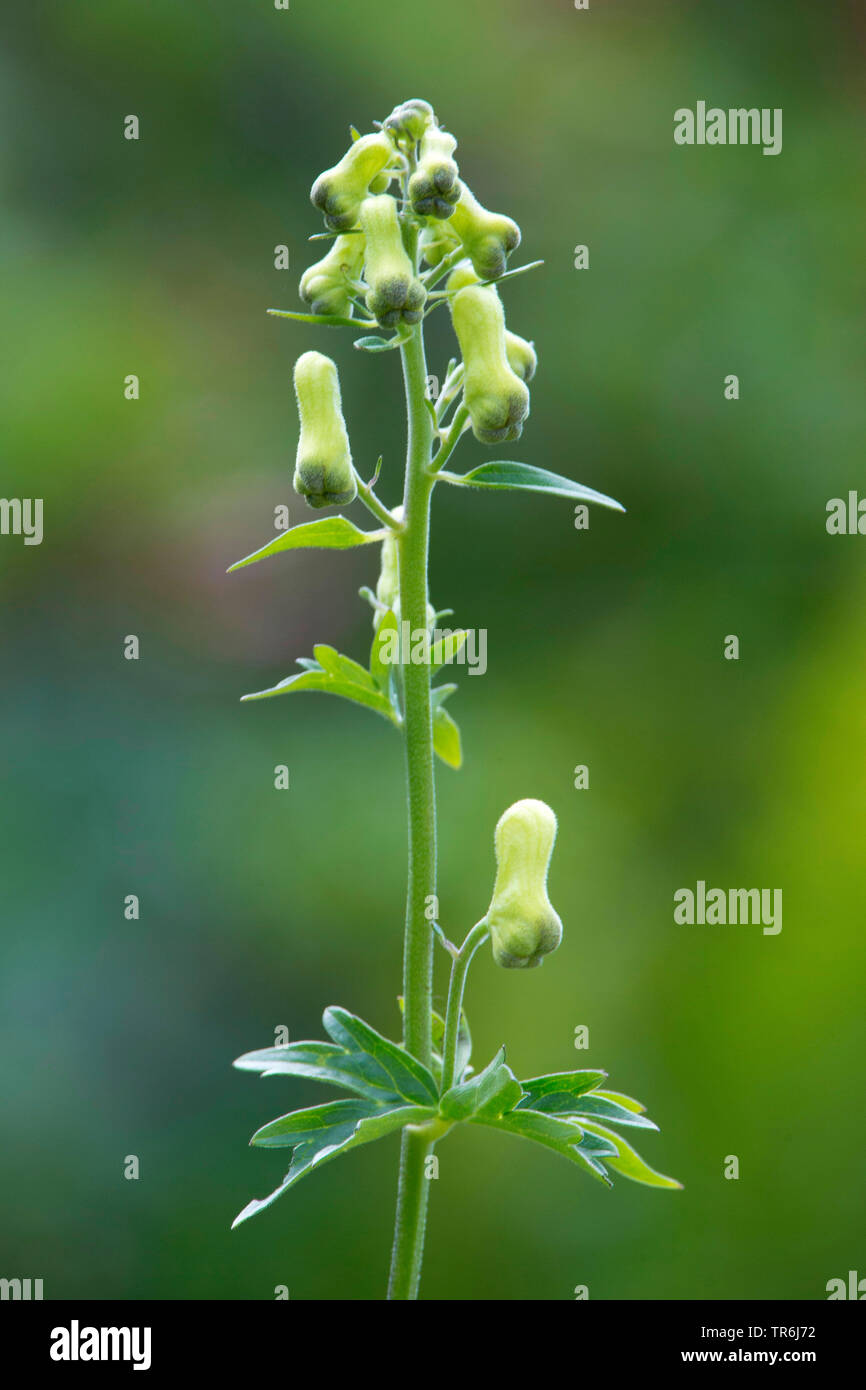 Monkshood aconitum wolfsbane flower hi-res stock photography and images ...