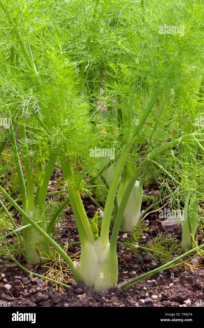 Fennel plant in garden hi-res stock photography and images - Alamy
